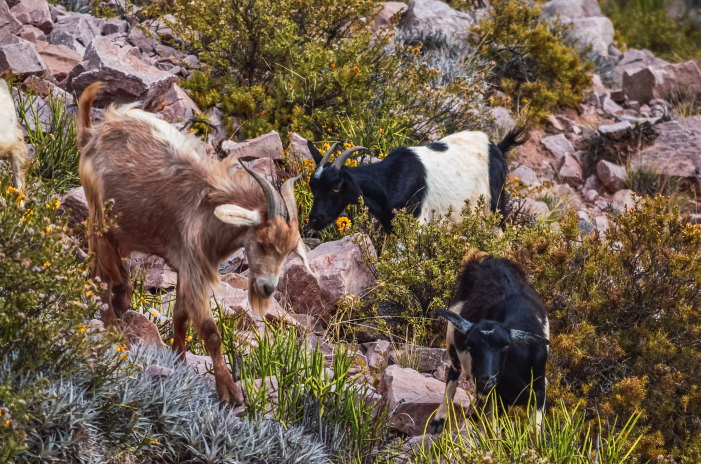 Argentine Criollo Goat - Breed Profile - Goat Journal